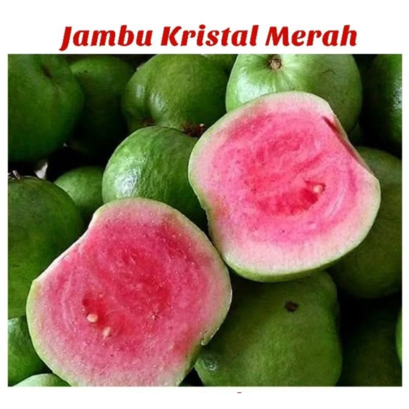 Jual Buah Jambu Kristal Merah & Putih kwalitas Super Tanpa biji per 1kg ...