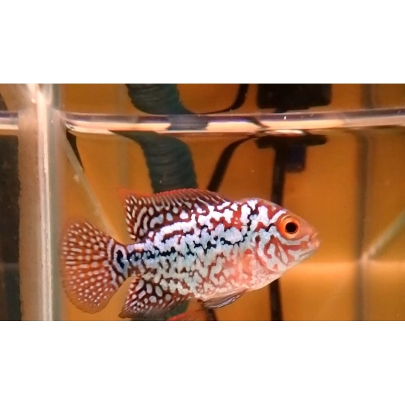 Jual super red Kamfa F2 VIP import -+ 4cm | Shopee Indonesia