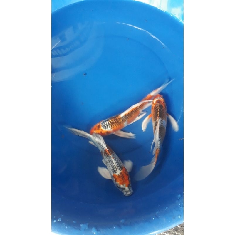 Jual Ikan koi kujaku slayer ukuran 17-18cm | Shopee Indonesia