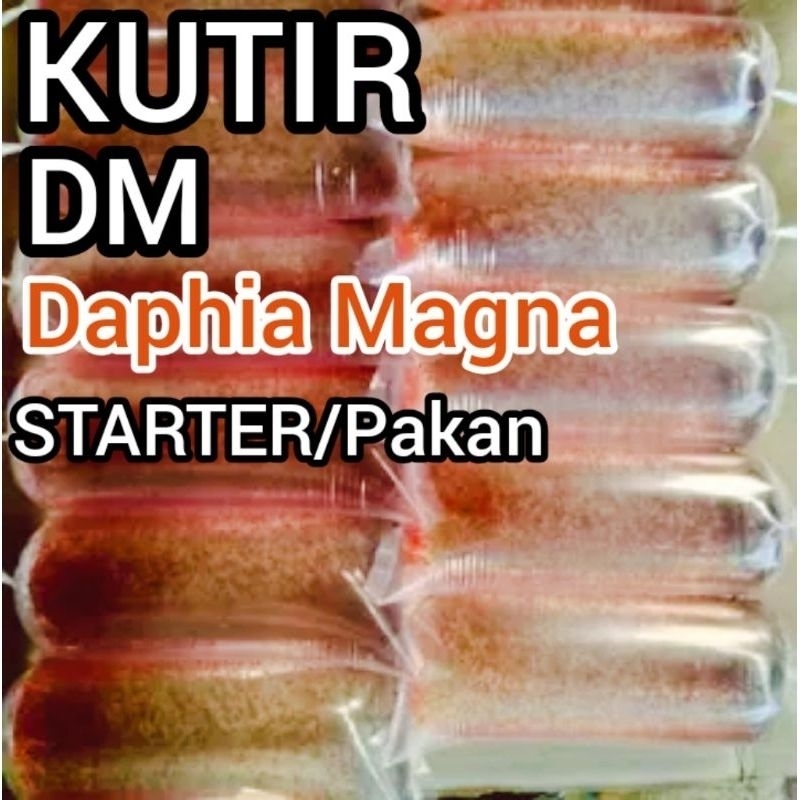 Jual Kutu Air Daphnia Magna / DM / Kutu Air Raksasa / Starter Pakan ...