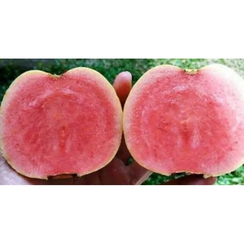 Jual jambu kristal merah 1kg | Shopee Indonesia