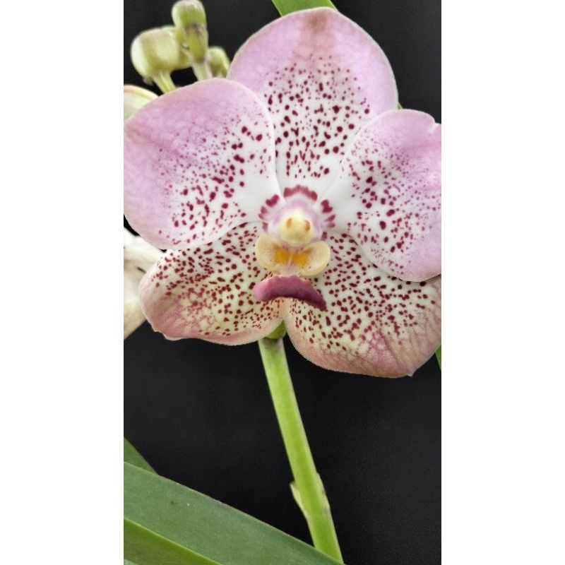 Jual VANDA | Dewasa id chomkao x kulvadee fragrant | Shopee Indonesia