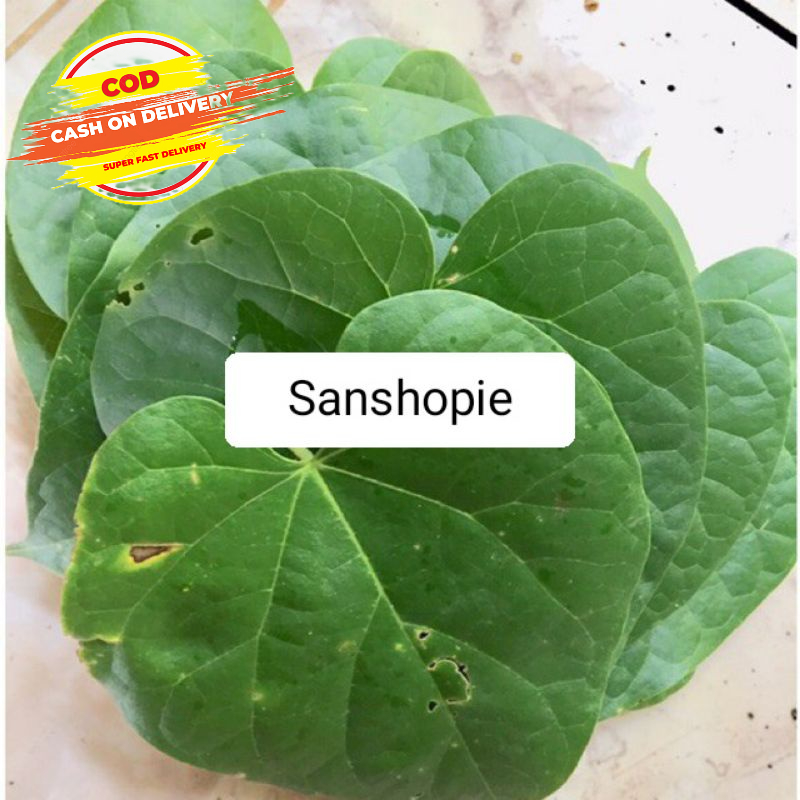 Jual Daun batrawali patrawali tau brotowali segar per 30 Lembar ...