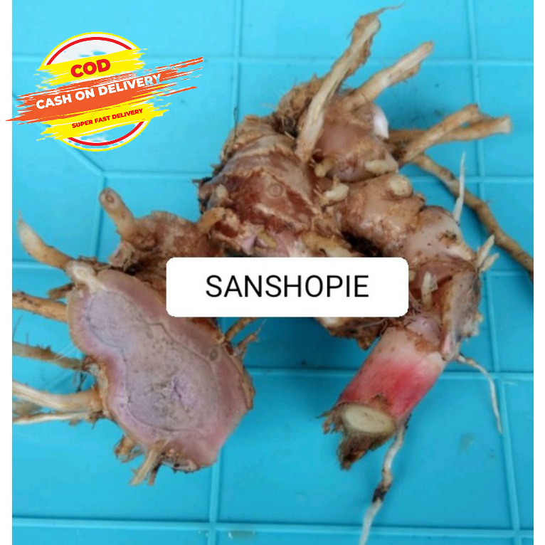 Jual Rimpang bangle hitam atau panglai segar 250 gram | Shopee Indonesia