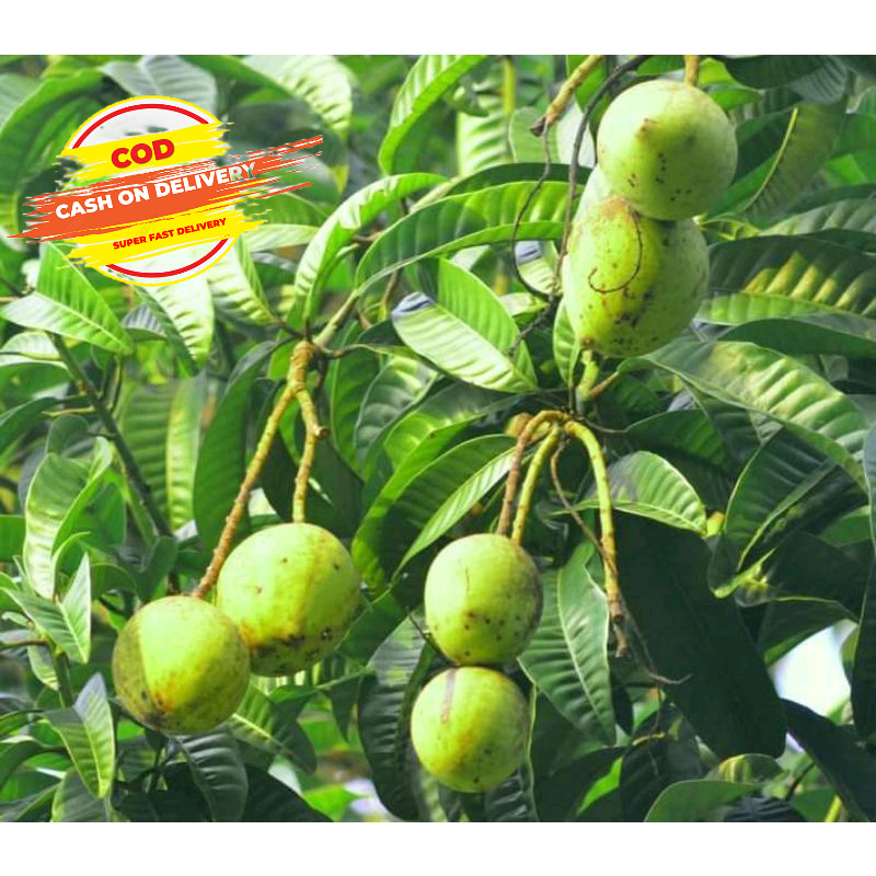 Jual Buah Bacang Muda Segar per 1 kg | Shopee Indonesia