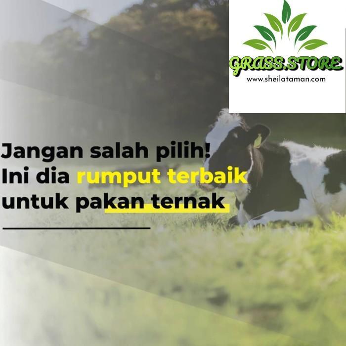 Jual benih rumput pakan ternak 100g - biji rumput pakan ternak-bibit ...