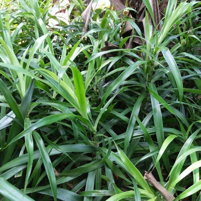 Jual DAUN SUJI segar organik, daun suji | Shopee Indonesia
