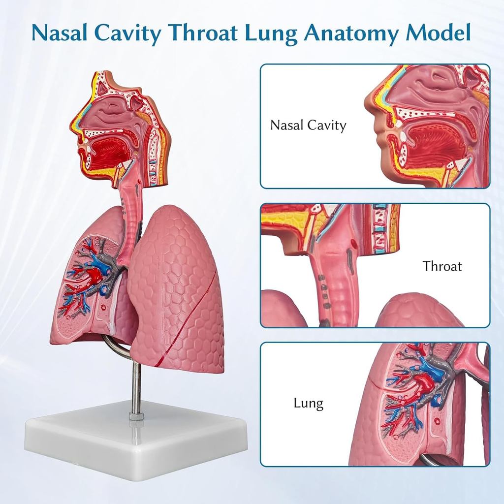 Jual Respiratory System Model with Removable Heart High Simulation ...
