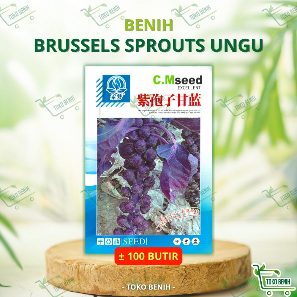 Jual ± 100 BUTIR BENIH IMPORT BRUSSELS SPROUTS / KUBIS MINI UNGU ...