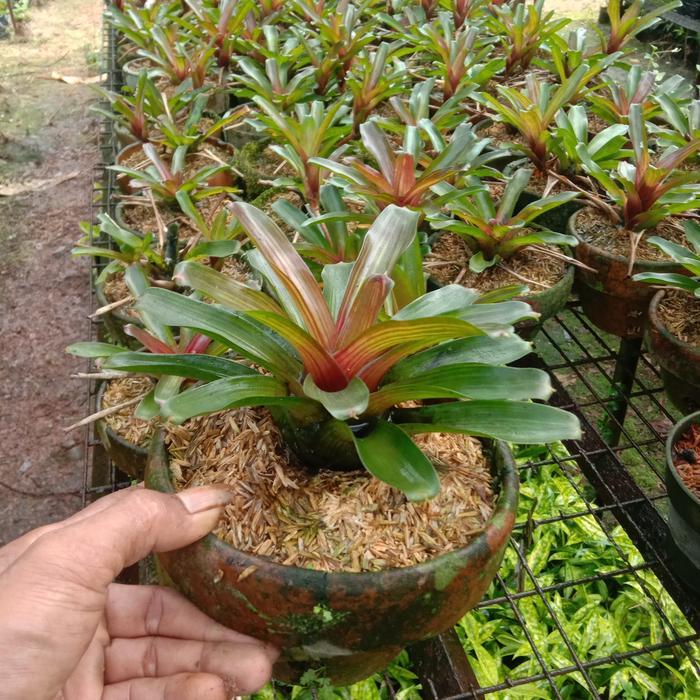 Jual Bromelia Mini Merah/Tanaman Hias Bromelia Mini.Paket 3 | Shopee ...