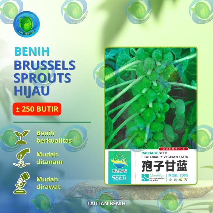 Jual Mantabetul 250 Butir Benih Brussels Sprouts / Kubis Mini Hijau ...
