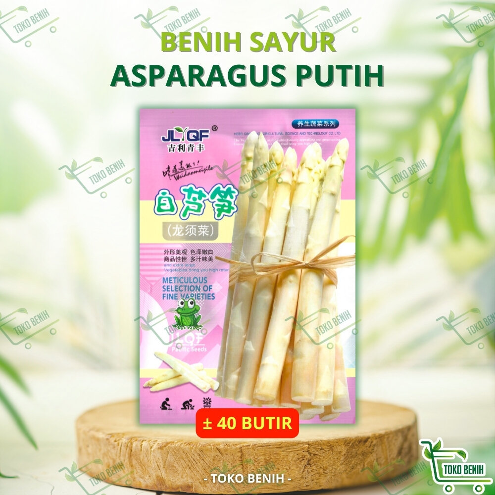 Jual ± 40 BUTIR BENIH IMPORT ASPARAGUS PUTIH KEMASAN PABRIK | Shopee ...