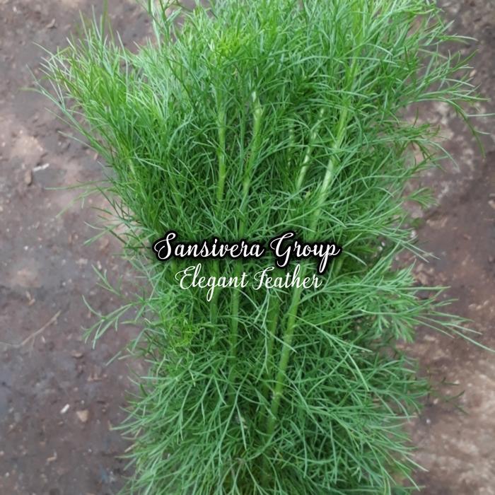 Jual Tanaman Pagar Elegant Feather / Daun Dill / Pohon Adas hutan ...