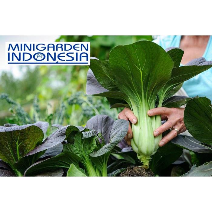 Jual 250 Benih Sawi Pak Choy / Choi Grand Livina bibit sayuran ...