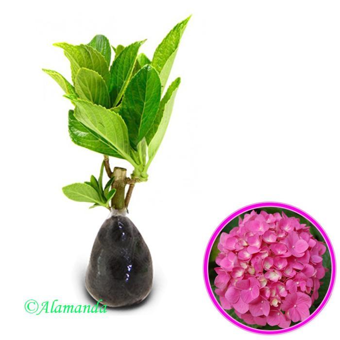 Jual Tanaman Hydrangea Forever Pink ( Bunga Hortensia ) | Shopee Indonesia