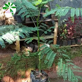 Jual Pakis Brazil Terlengkap & Harga Terbaru Desember 2025 | Shopee ...