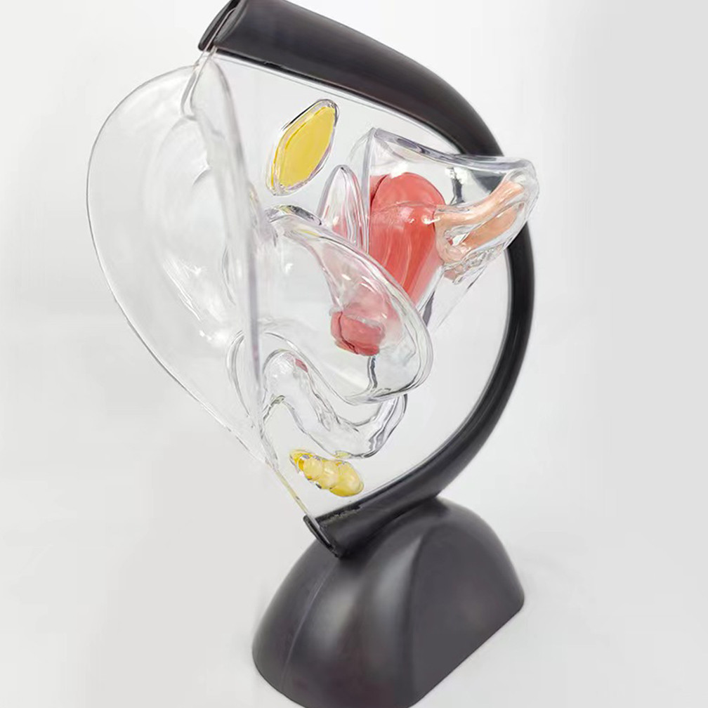 Jual BEST SELLER Transparent Uterus Model Visible Human Vagina ...