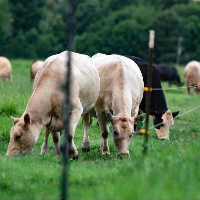 Jual Benih rumput pakan ternak 1kg/bede/signal grass/brachiaria ...