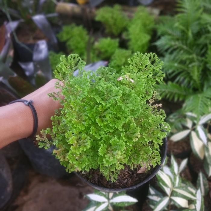 Jual [ tanaman hias lumut ambon moss ambon ] | Shopee Indonesia