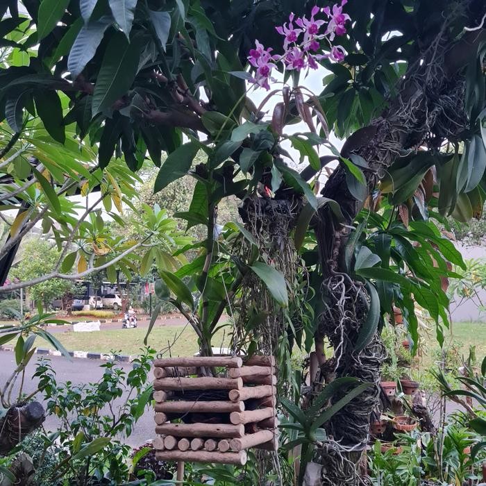 Jual Pot anggrek gantung kayu kopi ukuran persegi 20cm | Shopee Indonesia