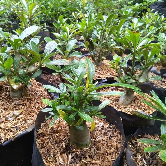 Jual paket 2 tanaman adenium cabang seribu - 2 bibit tanaman adenium ...
