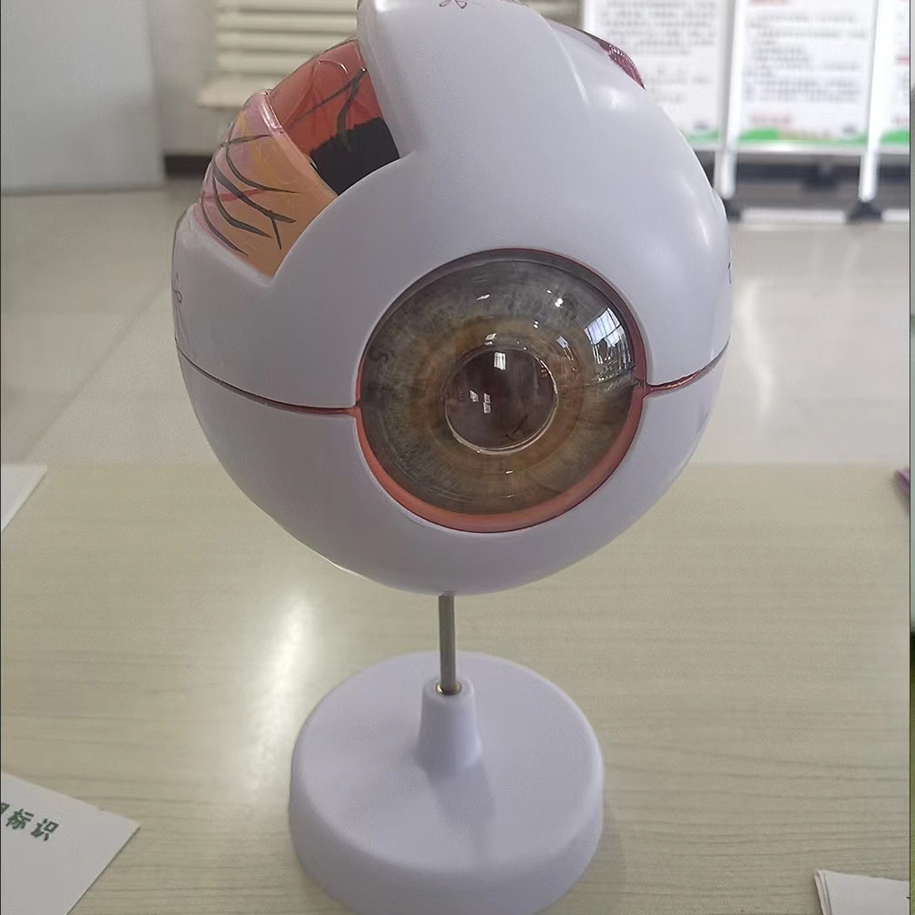 Jual BEST SELLER Enlarged Human Eyeball Anatomical Model Accurate Eye ...