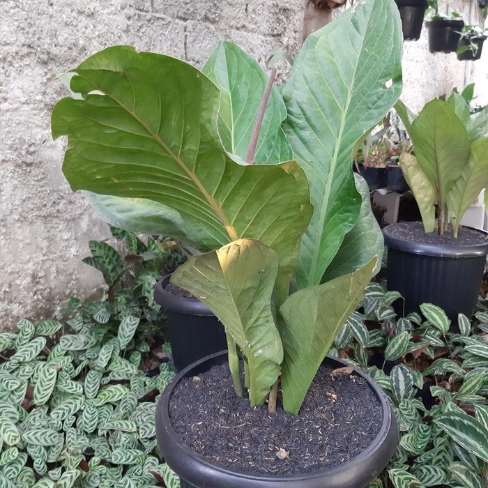 Jual SM- Tanaman Hias Anthurium Jemani - Anthurium jemani jumbo ...