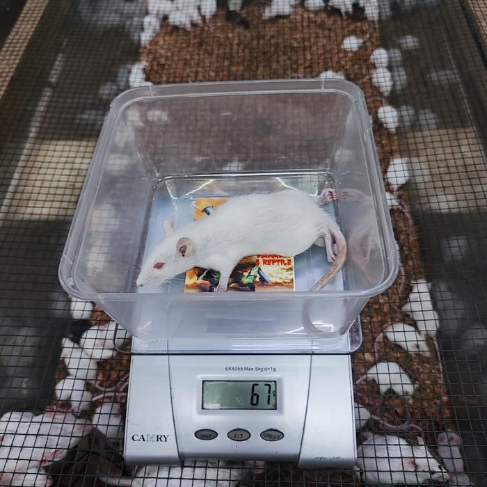 Jual Pilihan- Tikus Putih Penelitian Rat - Rattus Norvegicus - Pakan ...