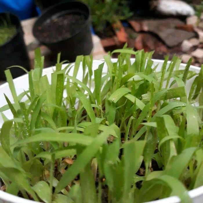Jual Benih rumput pakan ternak 1kg/bede/signal grass/brachiaria ...
