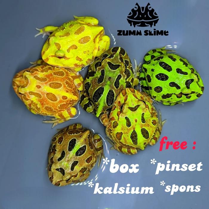 Jual Pilihan- Kodok Pacman Frog All Varian Garansi D.O.A | Shopee Indonesia