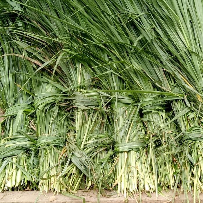 Jual Benih rumput pakan ternak 1kg/bede/signal grass/brachiaria ...