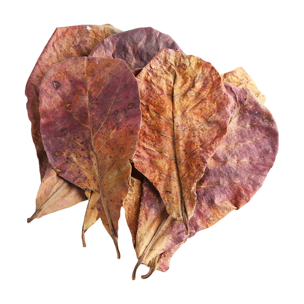 Jual 200/100/50pcs Natural Terminalia Catappa Leaves Aquarium ...
