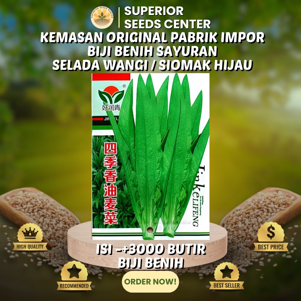 Jual 3000 Butir Biji Benih Sayuran Siomak Hijau | Selada Wangi Hijau ...