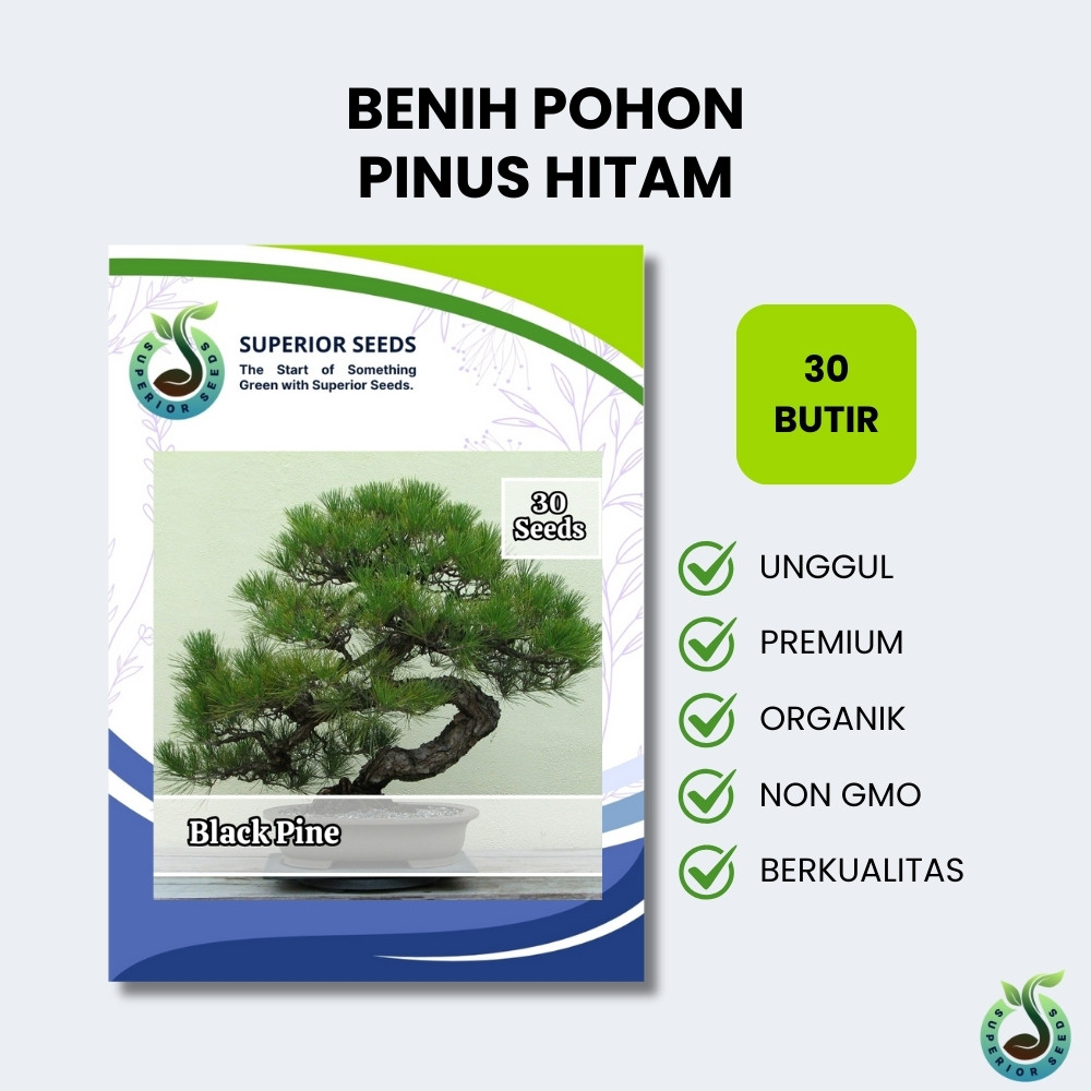 Jual Biji Benih Pohon Bonsai Pinus Hitam Jepang | Japanese Black Pine ...