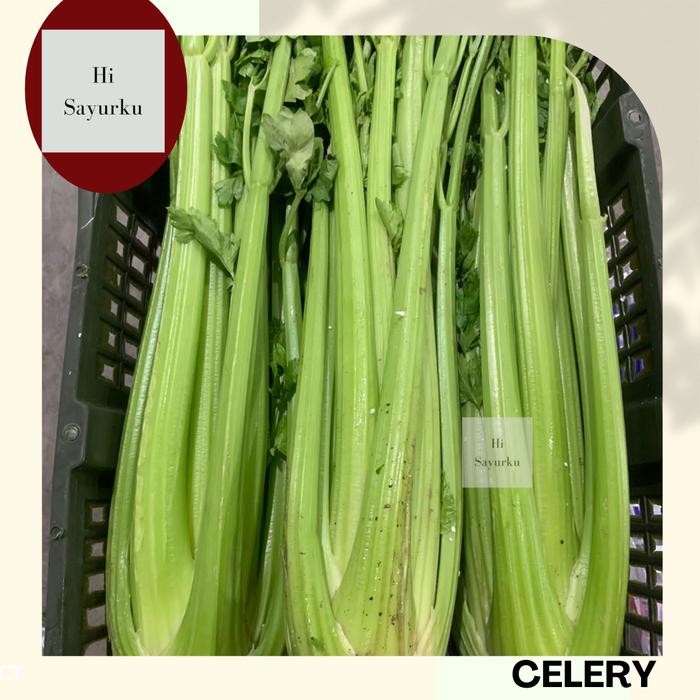 Jual Pilihan- Celery Stick / Celery Stick Import / Seledri Import 1 Kg ...
