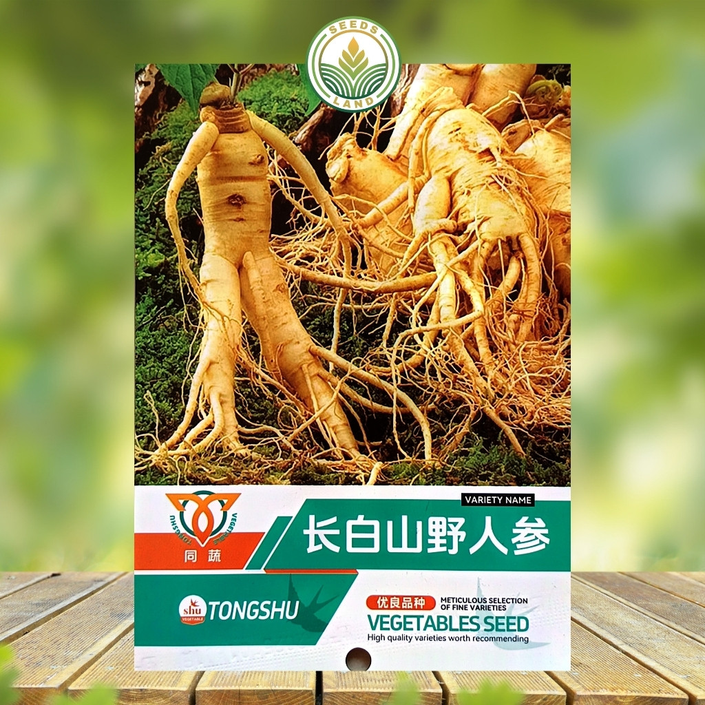 Jual BIJI BENIH GINSENG MERAH KOREA KEMASAN ORIGINAL ISI ± 50 BUTIR ...