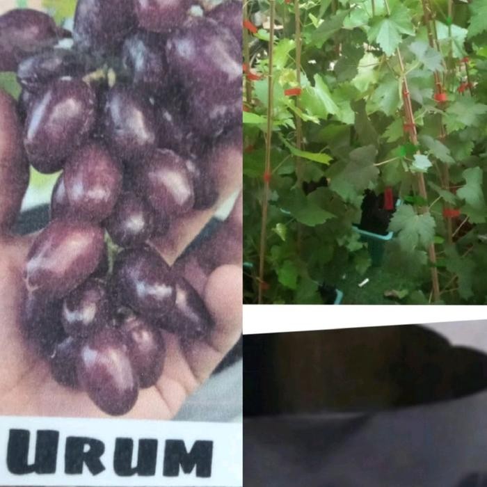 Jual Urum pot pelastik jenis polibak untuk media tanam | Shopee Indonesia