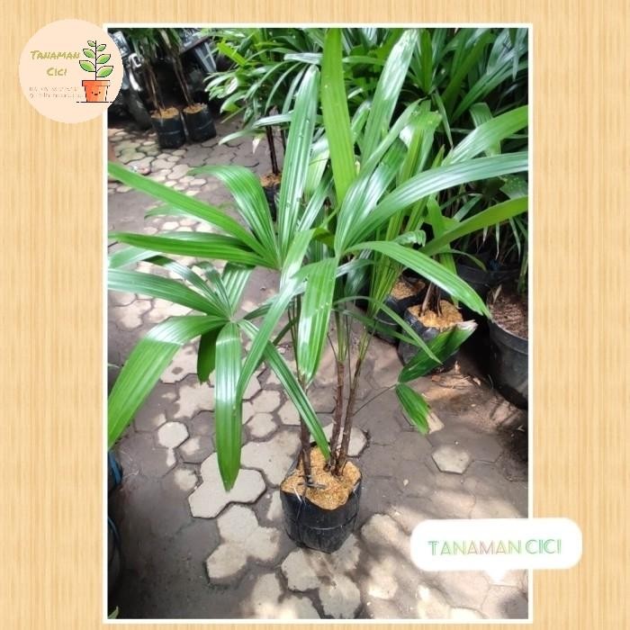 Jual Palem waregu pendek real picture ready surabaya barat | Shopee ...