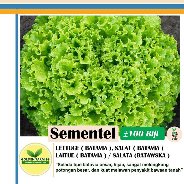 Jual Benih Bejo Seed Selada Sementel Tipe Batavia Bulat - Golden Farm ...