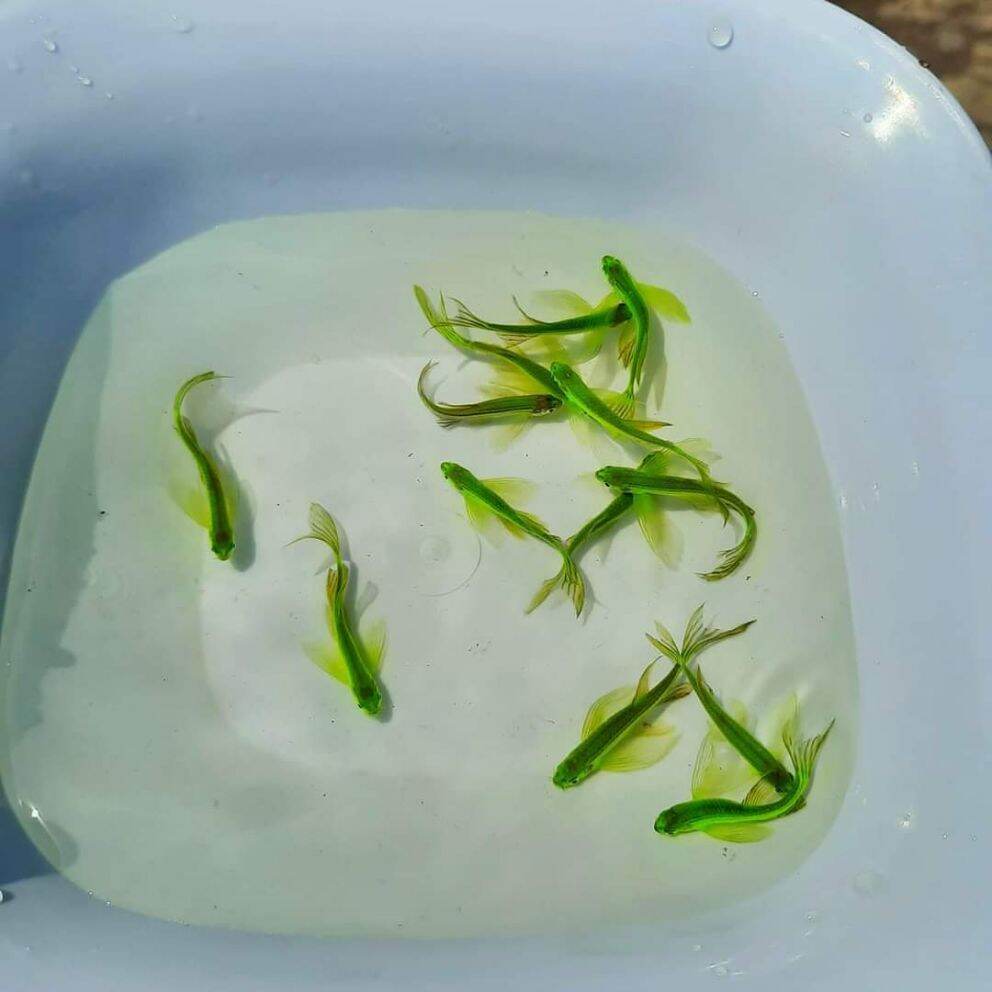 Jual [BONUS PAKAN] Paket 10 Ekor Danio Slayer Hijau Size Remaja ...