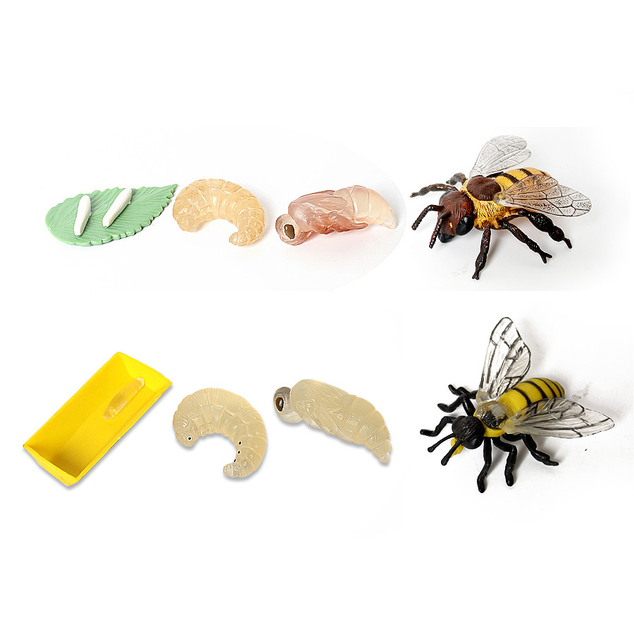 Jual Simulation Insect Bee Life Cycle Toy 4 Piece Set Shows The Life ...