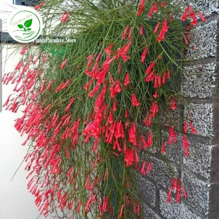 Jual SIAPKIRIM taan bunga menjuntai bunga mancur bunga merah pot READY ...