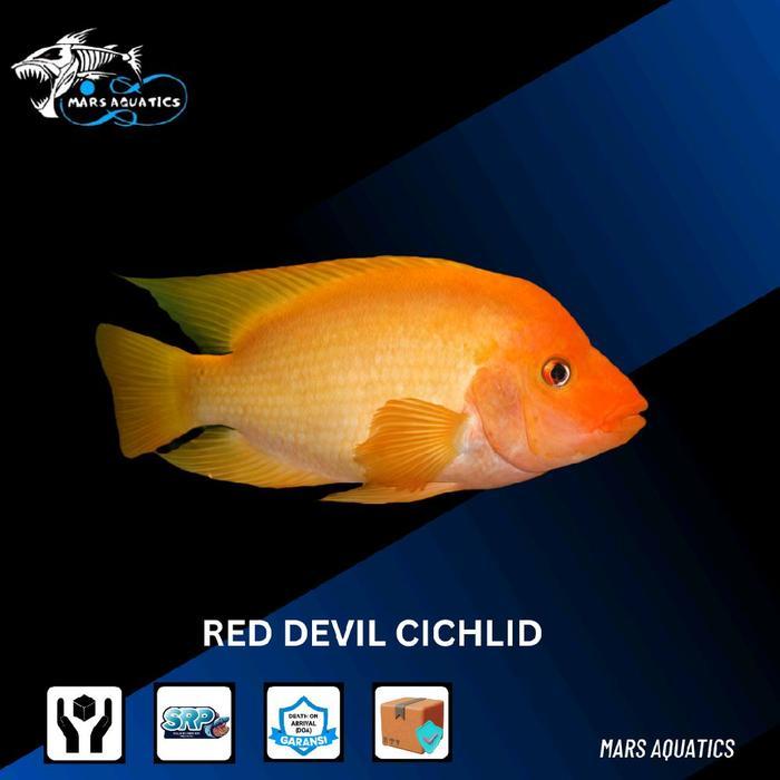 Jual Ready Hiasan Aquarium Ikan Red Devil Tankmate Cichlid Ikan ...