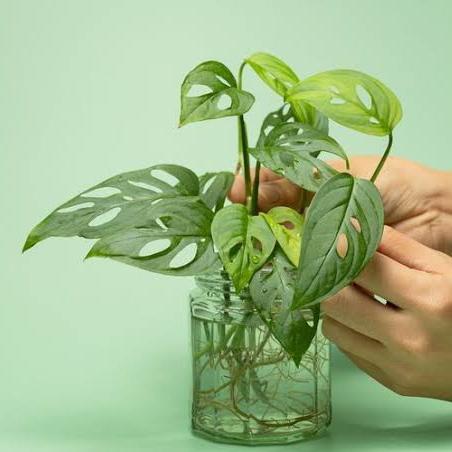Jual PROMO! TANAMAN HIAS MONSTERA JANDA BOLONG BISA HIDUP DI AIR ...