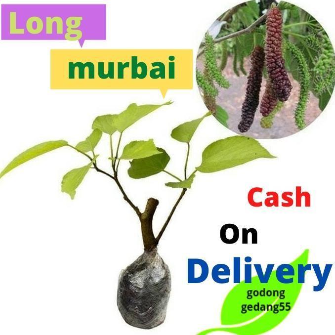 Jual VIRAALL bibit long murbei tanaman buah buahan dalam pot benih ...