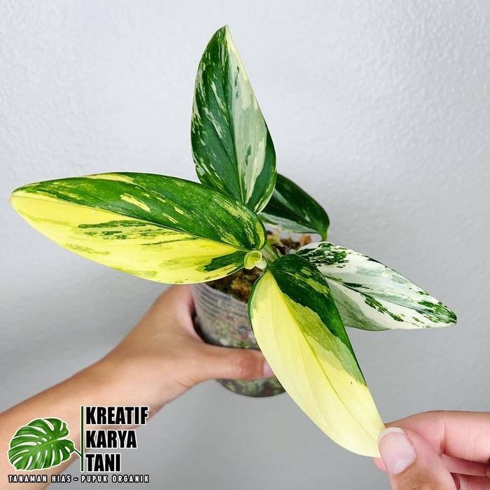 Jual Philodendron standleyana varigata - monstera standleyana varigata ...